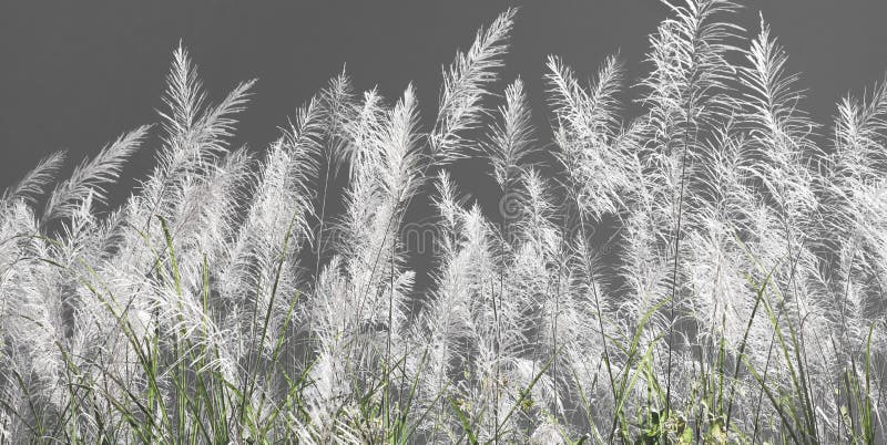 Reed flower. stock photo. Image of landscape, dark, outdoor - 45941322
