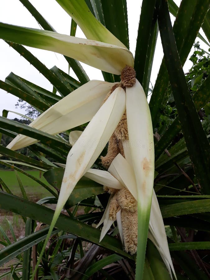 A Reed Flower Blooms and the Lake is Beautiful Stock Image - Image of ...