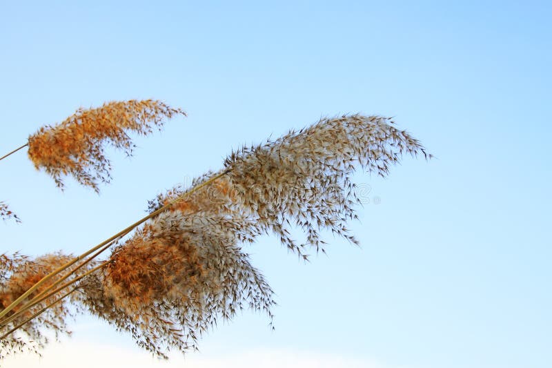 Reed Flower in the Blue Sky Background Stock Image - Image of wind ...