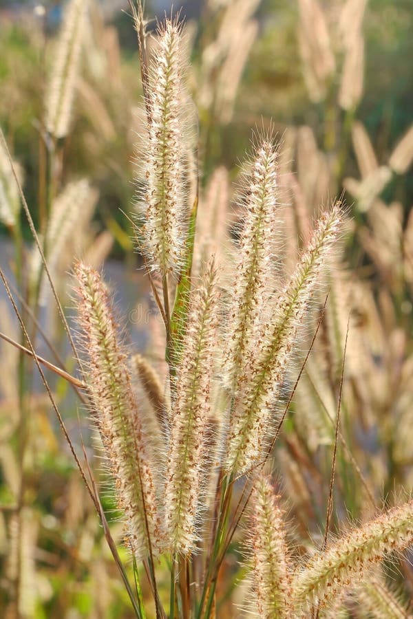 Reed flower D stock photo. Image of blue, clouds, flora - 292495698