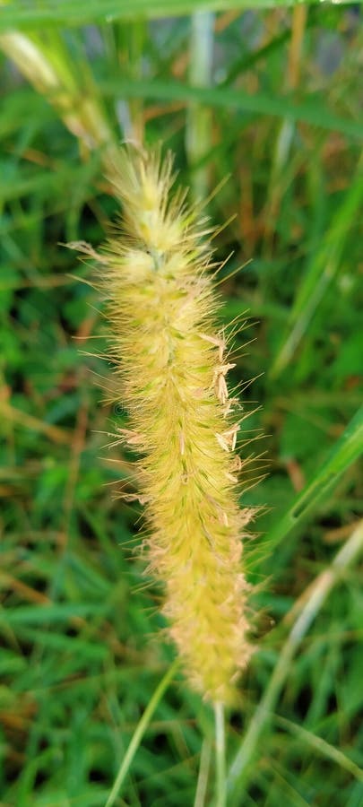Reed flower stock photo. Image of wild, plant, wildflower - 252682038