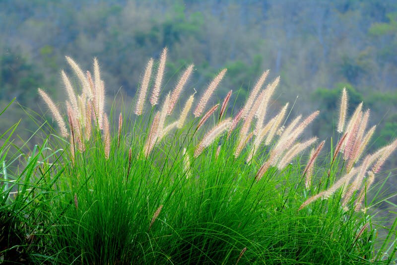 Reed flower stock image. Image of field, outdoors, everypixel - 90480361