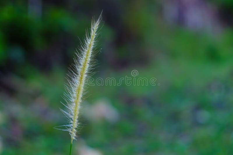 Reed flower stock photo. Image of field, leaf, environment - 90933922