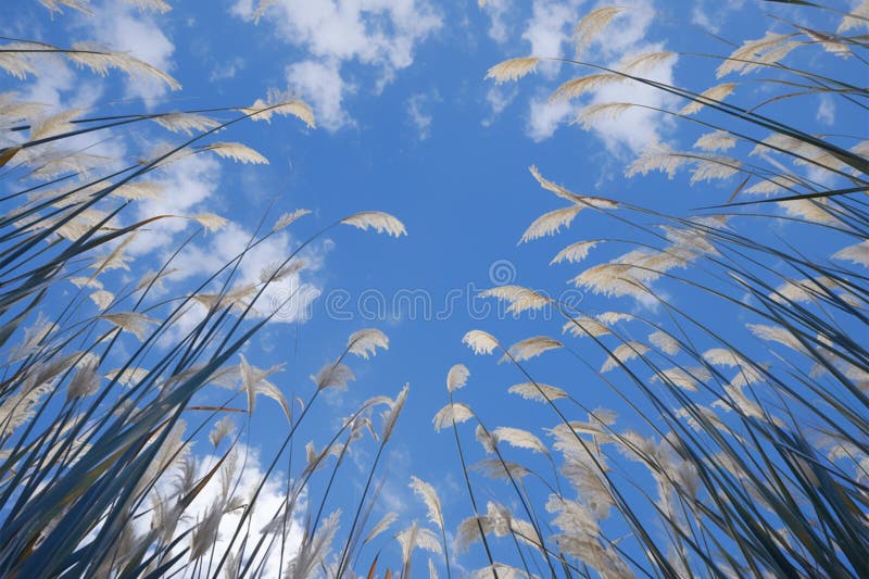 Reed Flower in the Sky Phragmites Australis, Bottom View Perspective ...