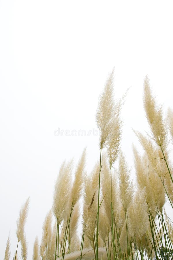 Reed flowers stock image. Image of grass, garden, color - 15843829