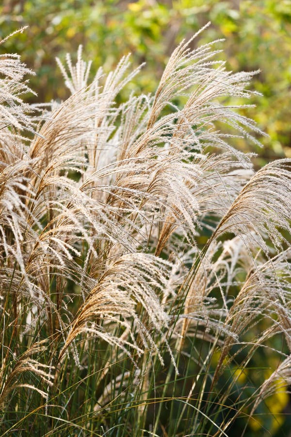Reed flowers stock photo. Image of flowers, yellow, marshy - 48998696