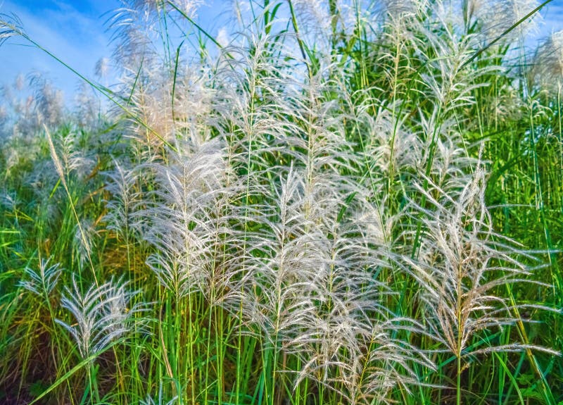 Reed flowers stock photo. Image of nature, daytime, clump - 80086766