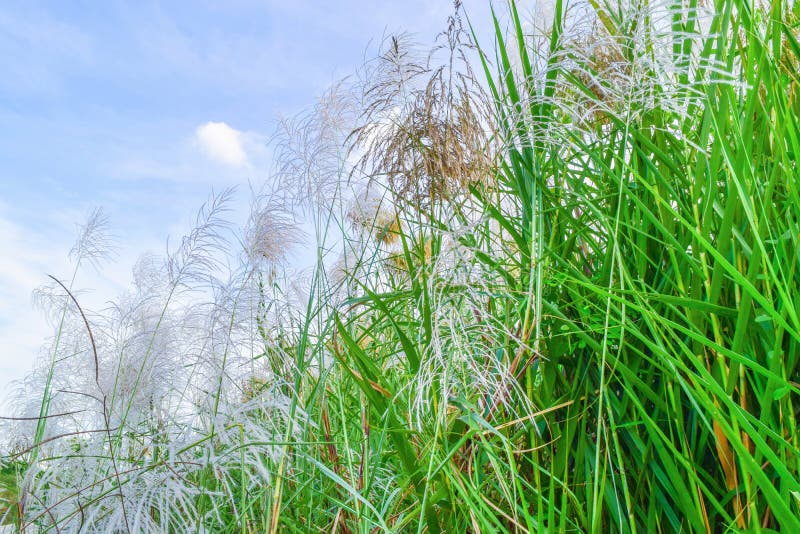 Reed flowers stock photo. Image of beautiful, autumn - 80086788