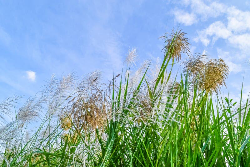 Reed flowers stock photo. Image of natural, forest, clump - 80087158