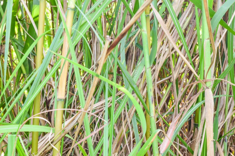 Reed flowers stock image. Image of floral, beautiful - 80087729