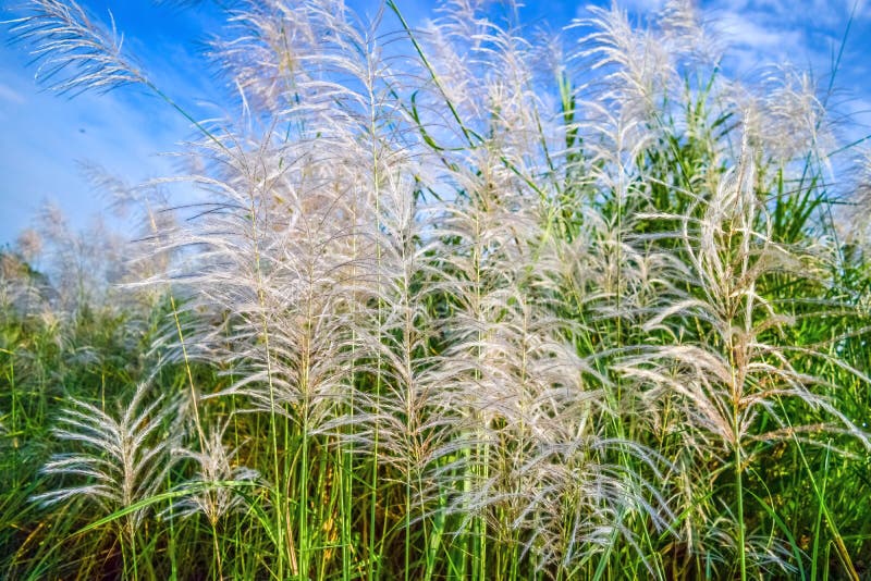Reed flowers stock photo. Image of marsh, communis, grow - 80087466