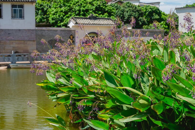 Reed Flowers by a Pond in a Chinese Village Stock Photo - Image of food ...