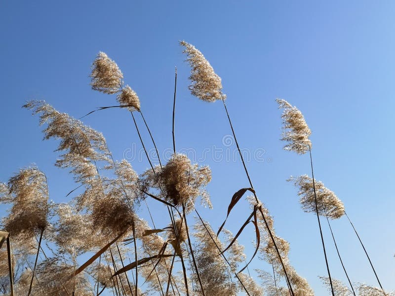 Reed Flowers in Full Bloom on Sky Background Closeup Giant Reed Stock ...