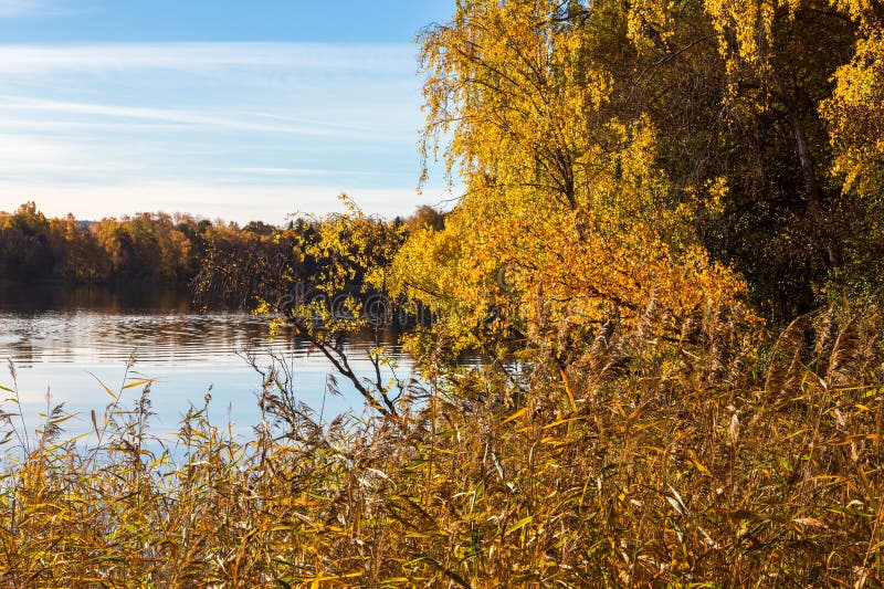 Reed at the Forest Lake with Autumn Colors Stock Image - Image of ...