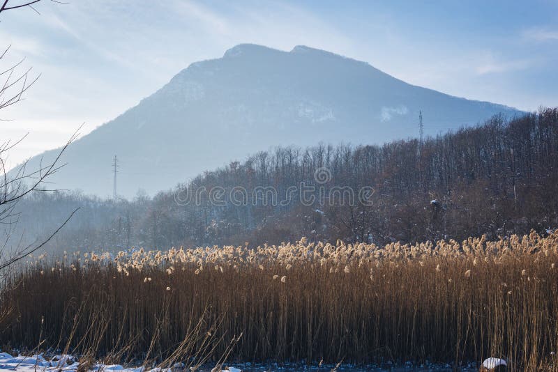 Reed, forrest and mountain stock image. Image of mountainous - 170628301