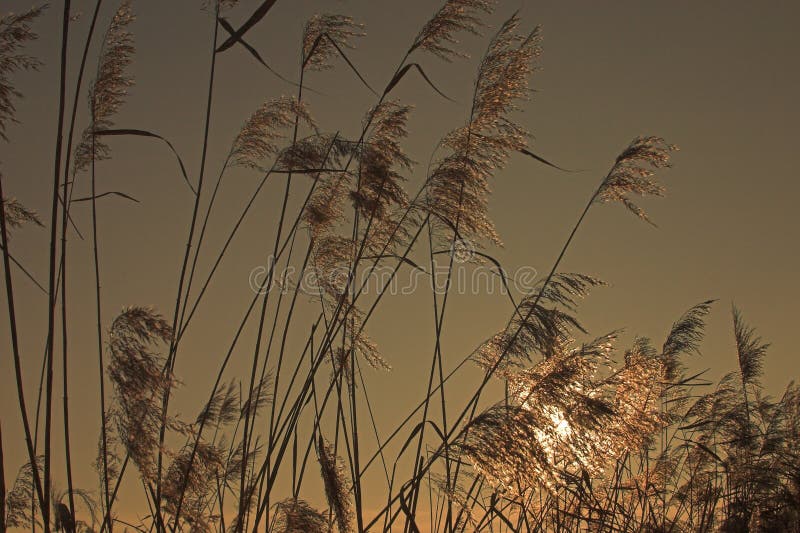 Reed in golden light stock photo. Image of light, dried - 866672