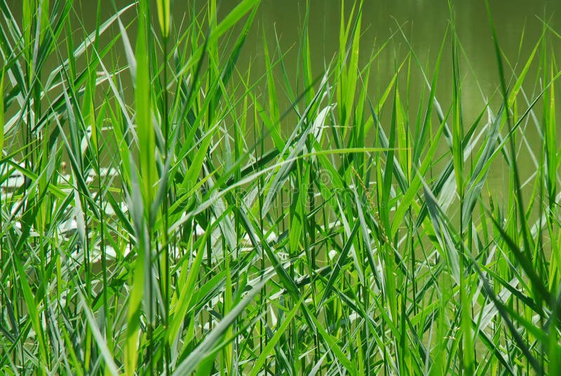 Reeds stock image. Image of plan, reed, reeds, vegatation - 62135