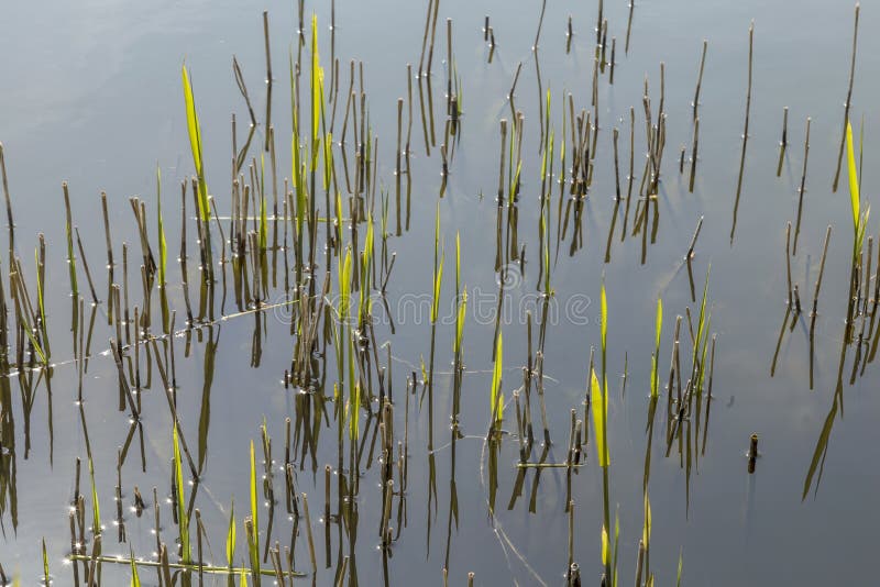 Reed Grass in the Backwater Stock Image - Image of black, tranquil ...