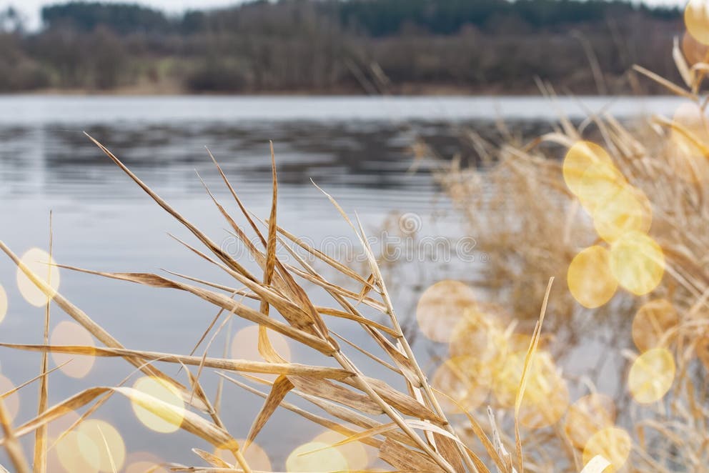 Reed stock photo. Image of clump, reeds, brown, dusk - 51541492