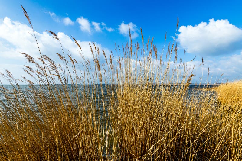 Reed Grass with Blue Sky at the Backwater Sea in Usedom Stock Photo ...