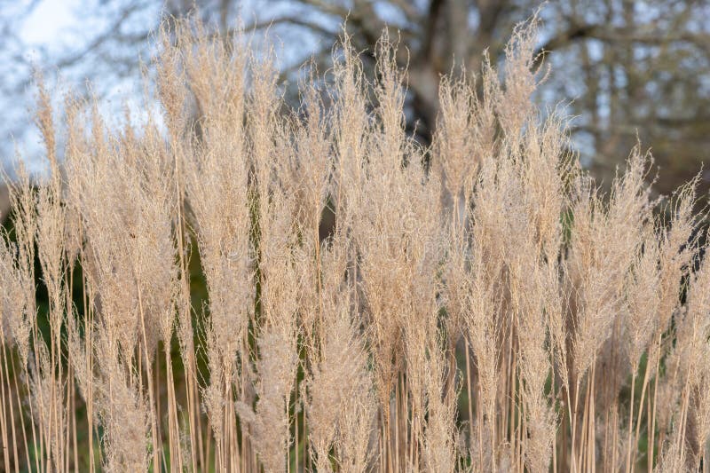 Reed grass (calamagrostis stock image. Image of colour - 270584797