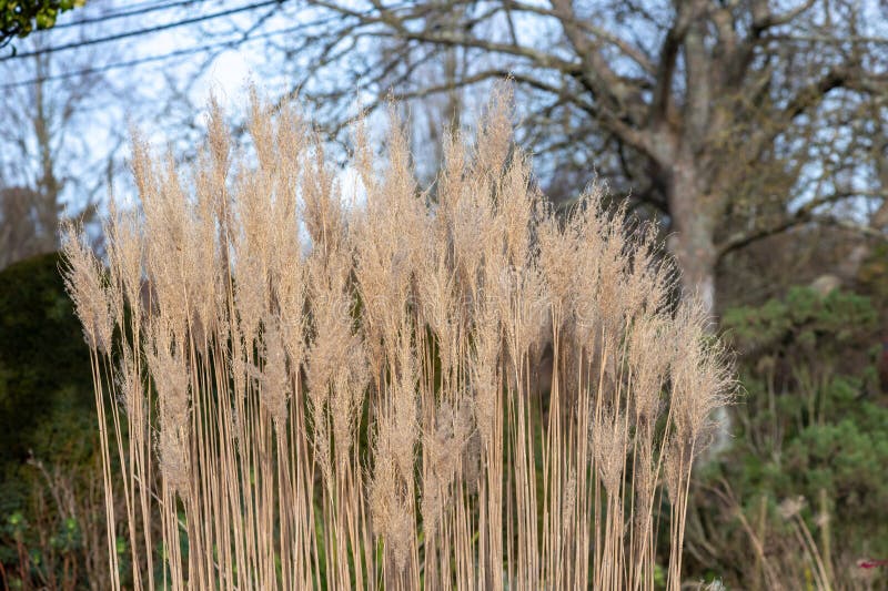 Reed grass (calamagrostis stock photo. Image of poaceae - 270585212