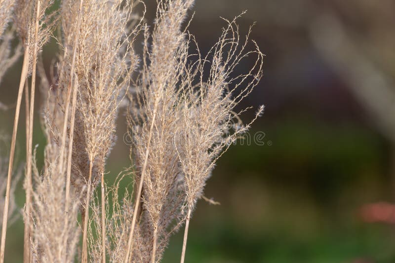 Reed grass (calamagrostis stock photo. Image of colour - 270585342