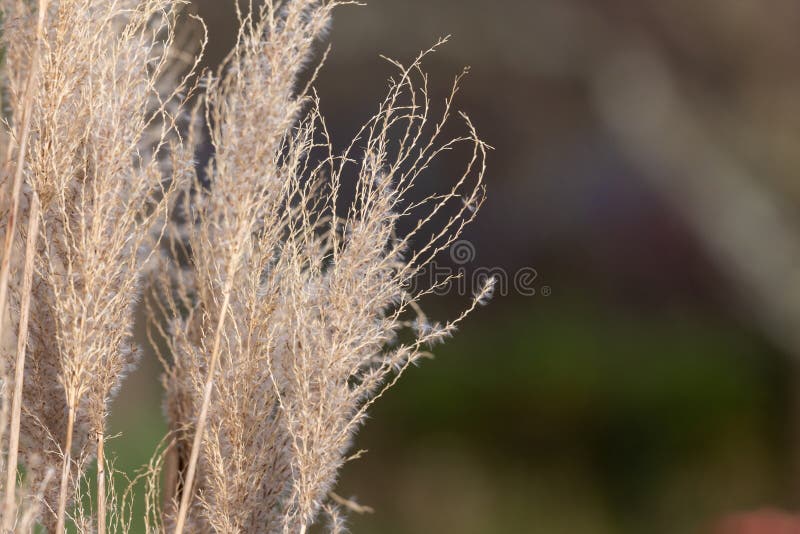 Reed grass (calamagrostis stock photo. Image of calamagrostis - 270585552