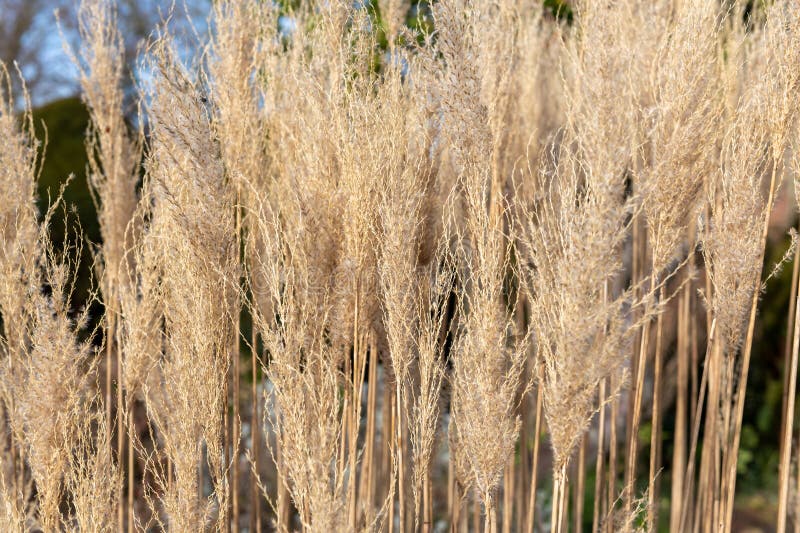 Reed grass (calamagrostis stock photo. Image of grass - 270586018