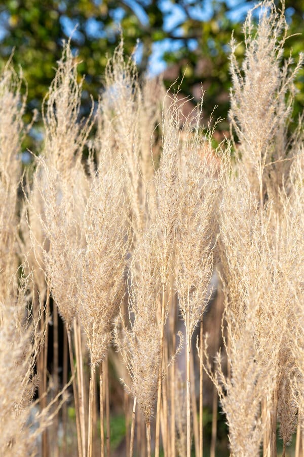 Reed grass (calamagrostis stock image. Image of reed - 270586435