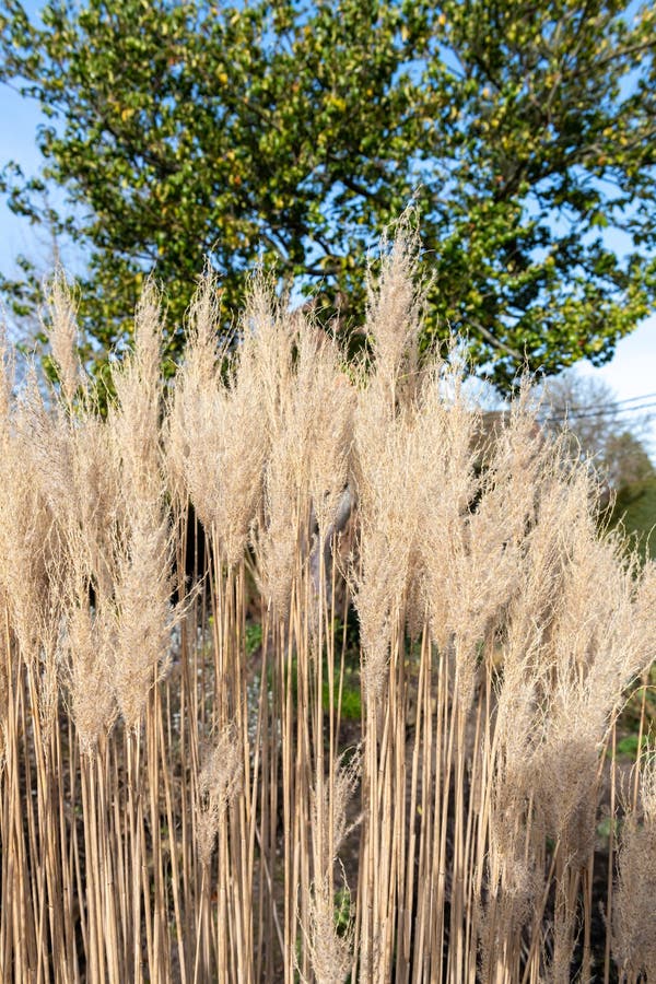 Reed grass (calamagrostis stock photo. Image of ornamental - 270586580