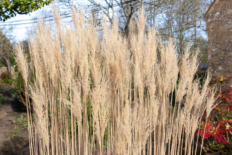 Reed grass (calamagrostis stock photo. Image of closeup - 270586954