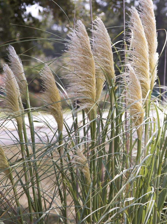 Reed Grass stock photo. Image of plants, locations, autumn - 85662202