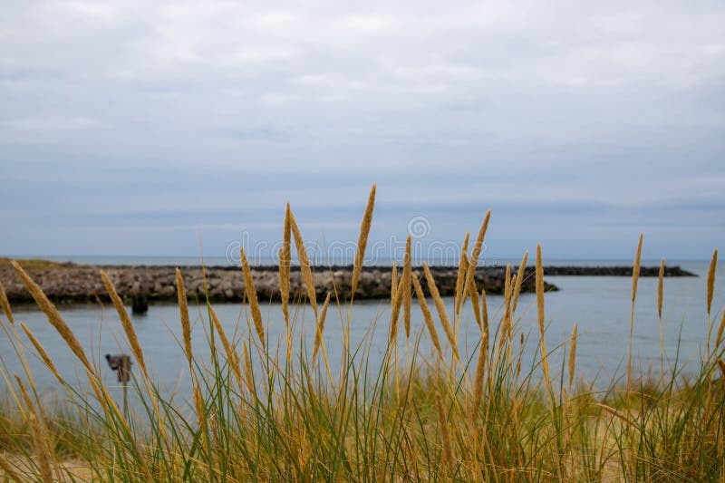 Reed Grass in Front of a Sea Driveway Stock Image - Image of beauty ...
