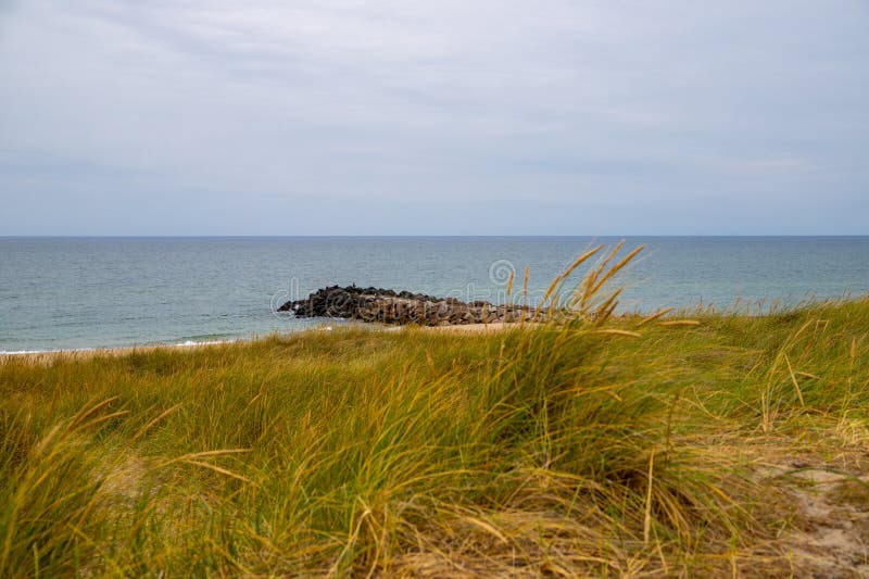 Reed Grass in Front of a Sea Driveway Stock Photo - Image of wheat ...