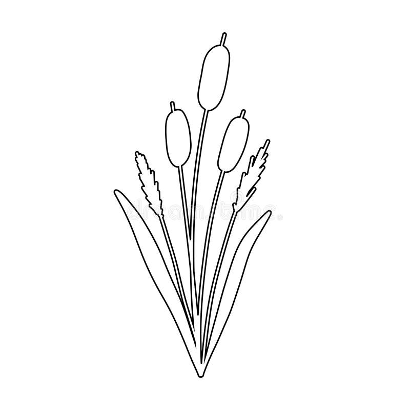 Reed Grass Silhouette. Black Hand Drawn Reeds Sketch Stock Vector ...