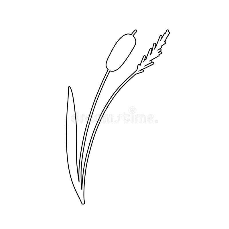 Reed Grass Outline Sketch. Hand Drawn Reeds Illustration Stock Vector ...