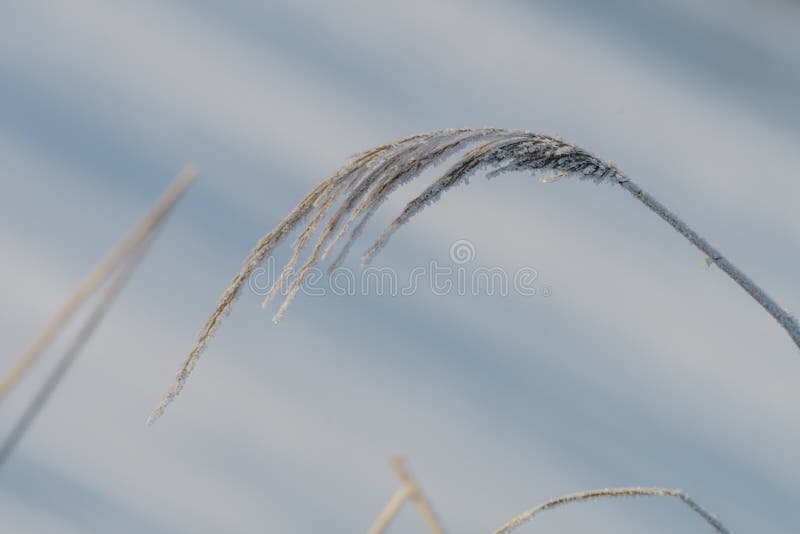 Reed Grass, Phragmites Australis in Winter Stock Image - Image of ...