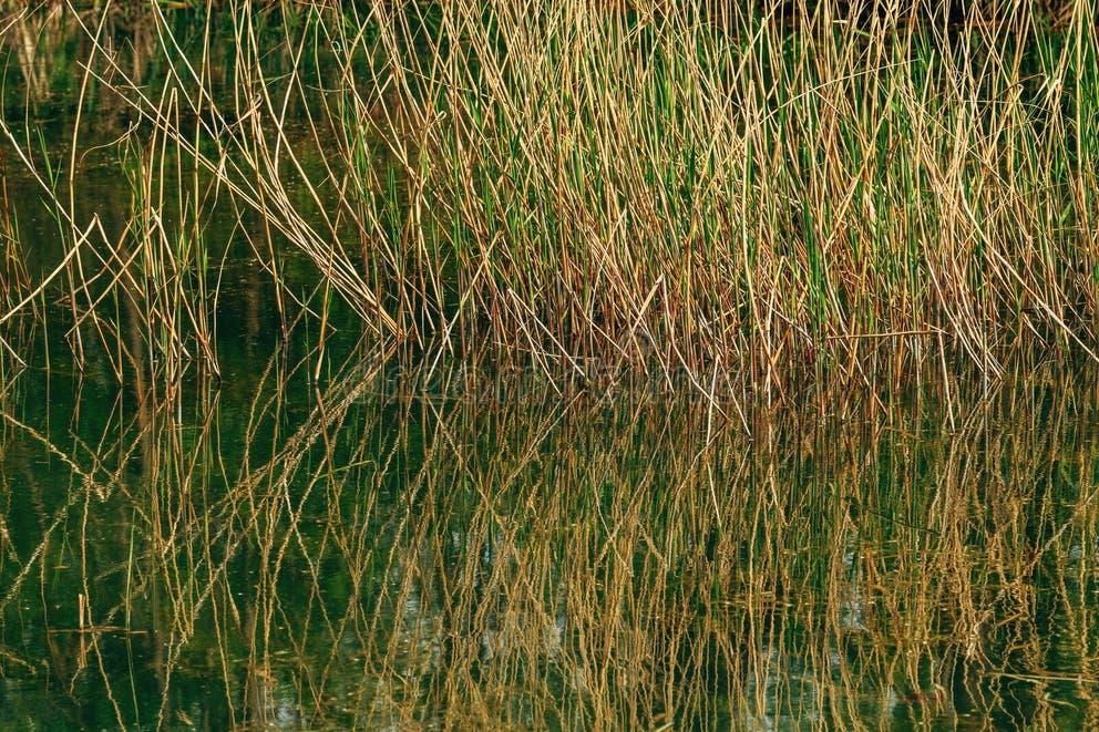 Reed Grass and Sedge in Pond with Reflection Stock Image - Image of ...