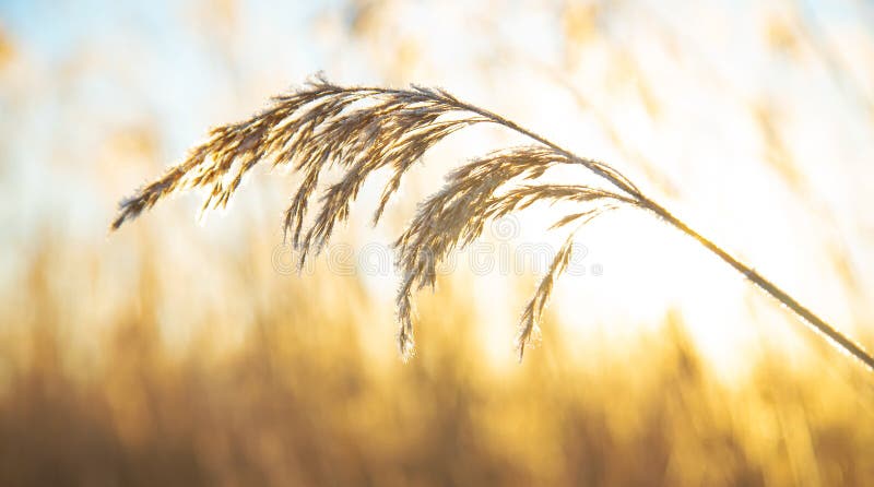 Reed Grass at Sunset, Soft Selective Focus Stock Image - Image of ...