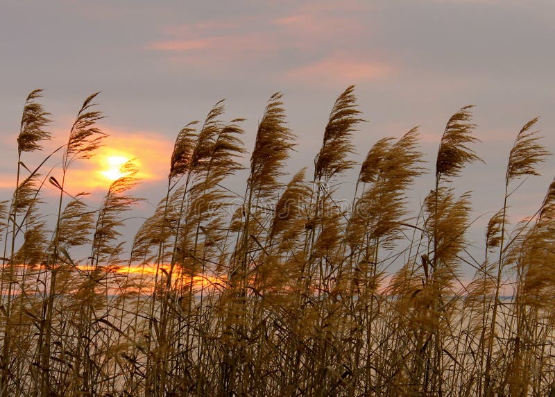 Sun set on the pond stock image. Image of smoke, serene - 6512059
