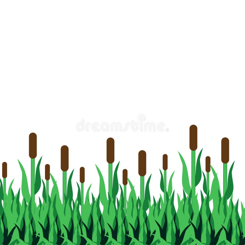 Reed with Grass on White Background Stock Vector - Illustration of ...