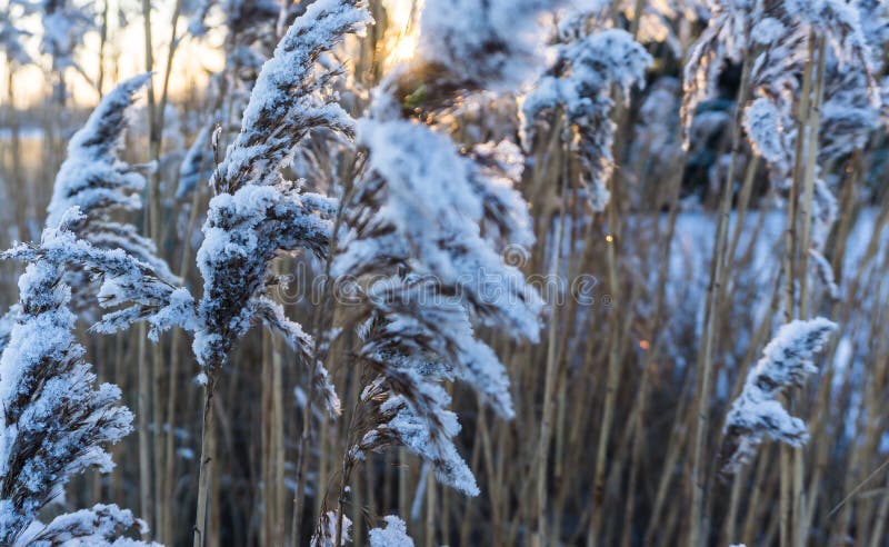 Reed Grass in Winter Covered with Hoarfrost Stock Photo - Image of ...