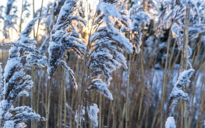 Reed Grass in Winter Covered with Hoarfrost Stock Image - Image of ...