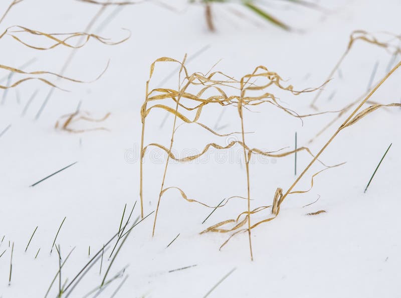 Reed Grass in Winter Landscape Stock Photo - Image of closeup, reed ...