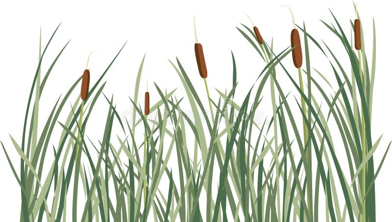 Reed and Green Grass Background Stock Vector - Illustration of reed ...