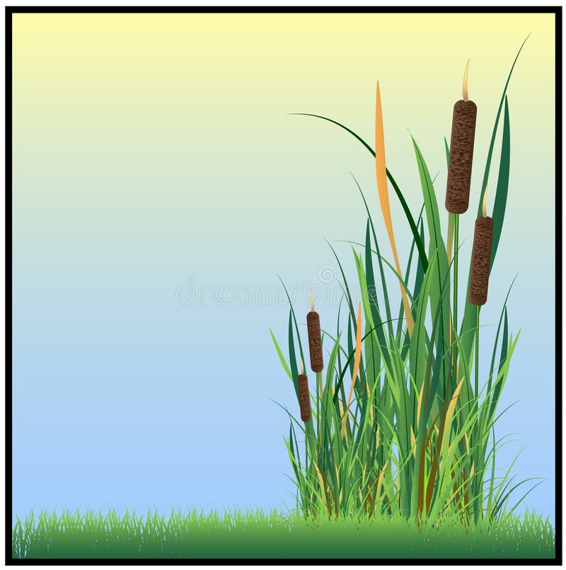 Reed stock vector. Illustration of branch, mace, marsh - 52874753
