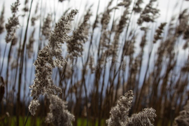 Reed Grove with Many Reed Flowers, Focus is in Front Stock Image ...