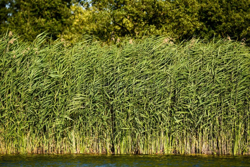 Reed Root stock photo. Image of chinese, medical, nature - 38538966