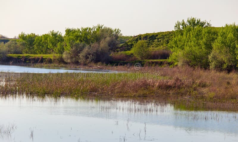 Reed Grows in the Pond As a Background Stock Image - Image of water ...